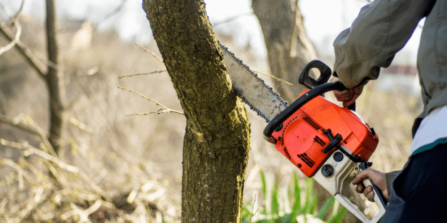 How to Cut a Tree with a Chainsaw? - Bestviewsreviews